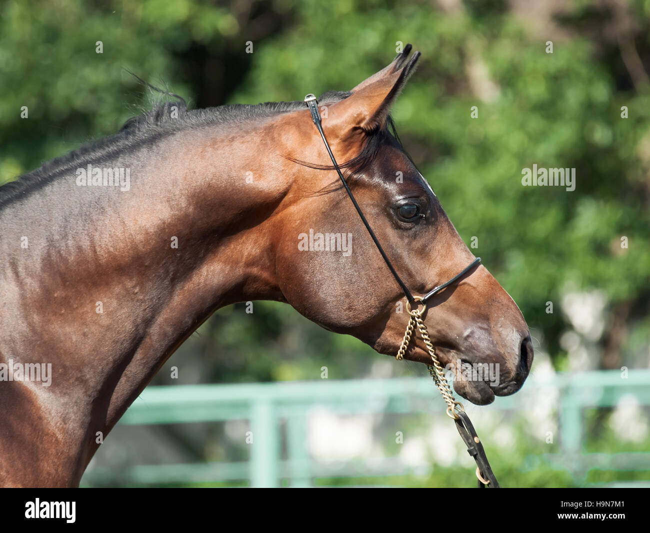 Colt stallion hi-res stock photography and images - Alamy