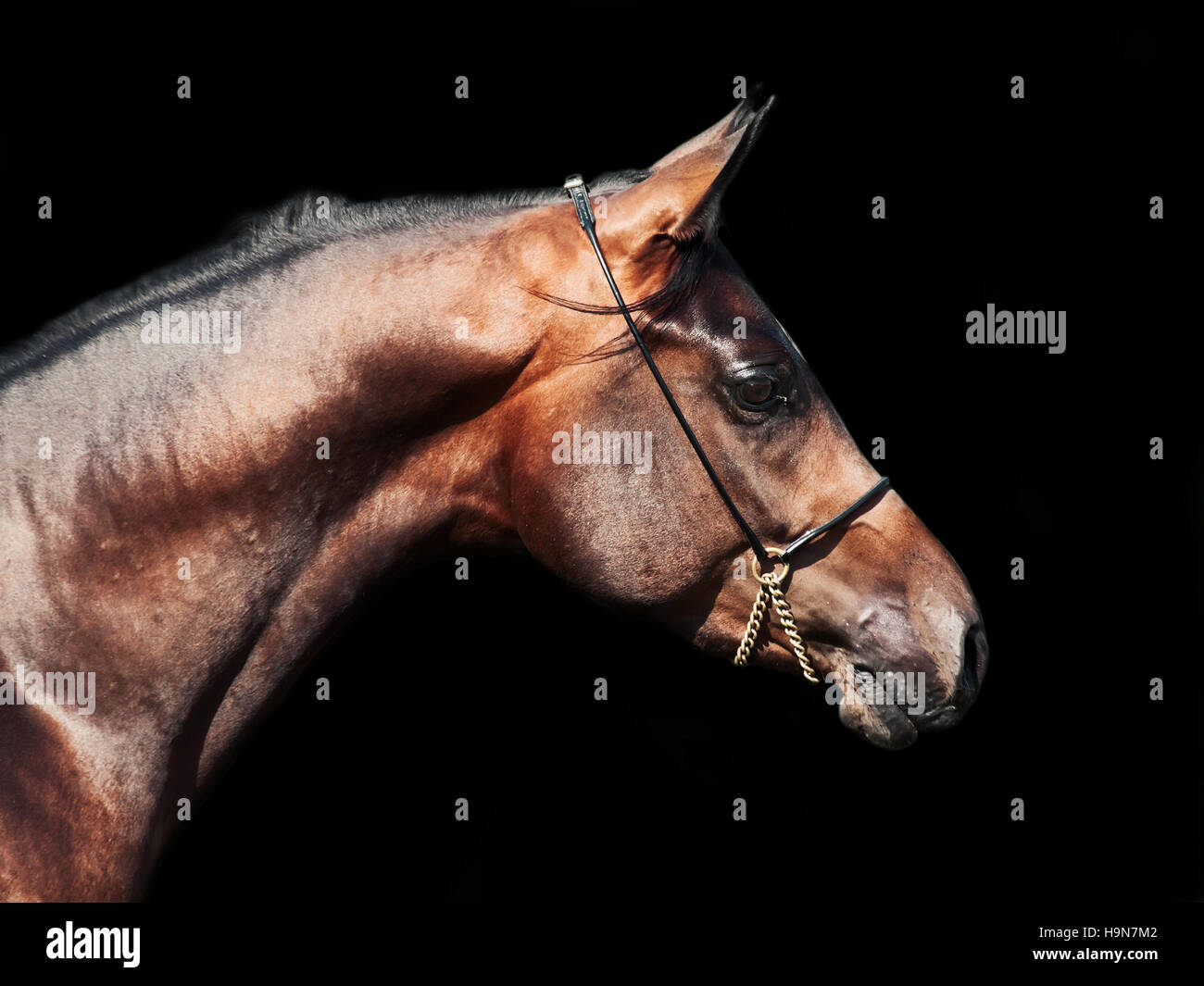Colt stallion hi-res stock photography and images - Alamy