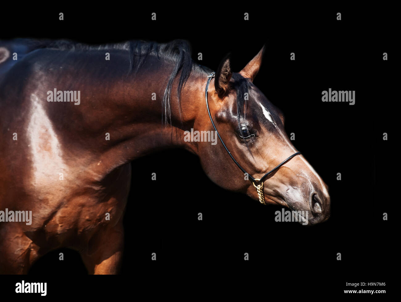 Colt stallion hi-res stock photography and images - Alamy