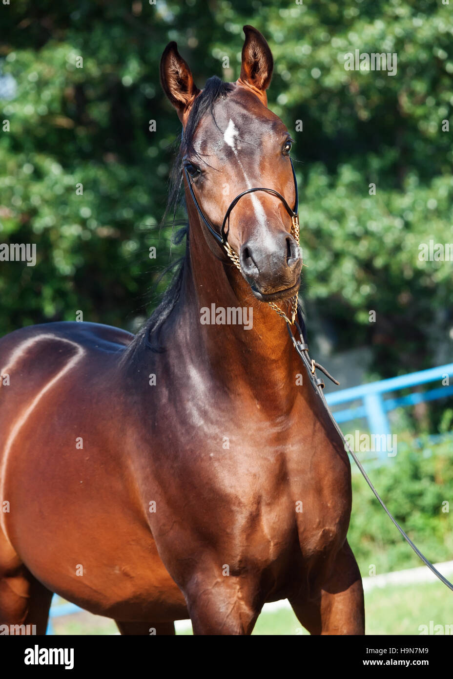 Beautiful Colt High Resolution Stock Photography and Images - Alamy