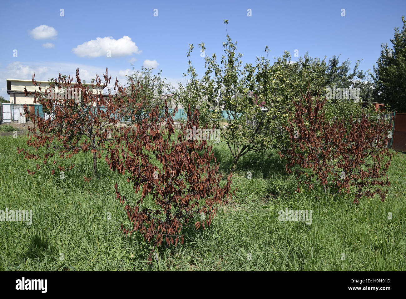 Fatalities among young cherry trees. The result of waterlogging of ...