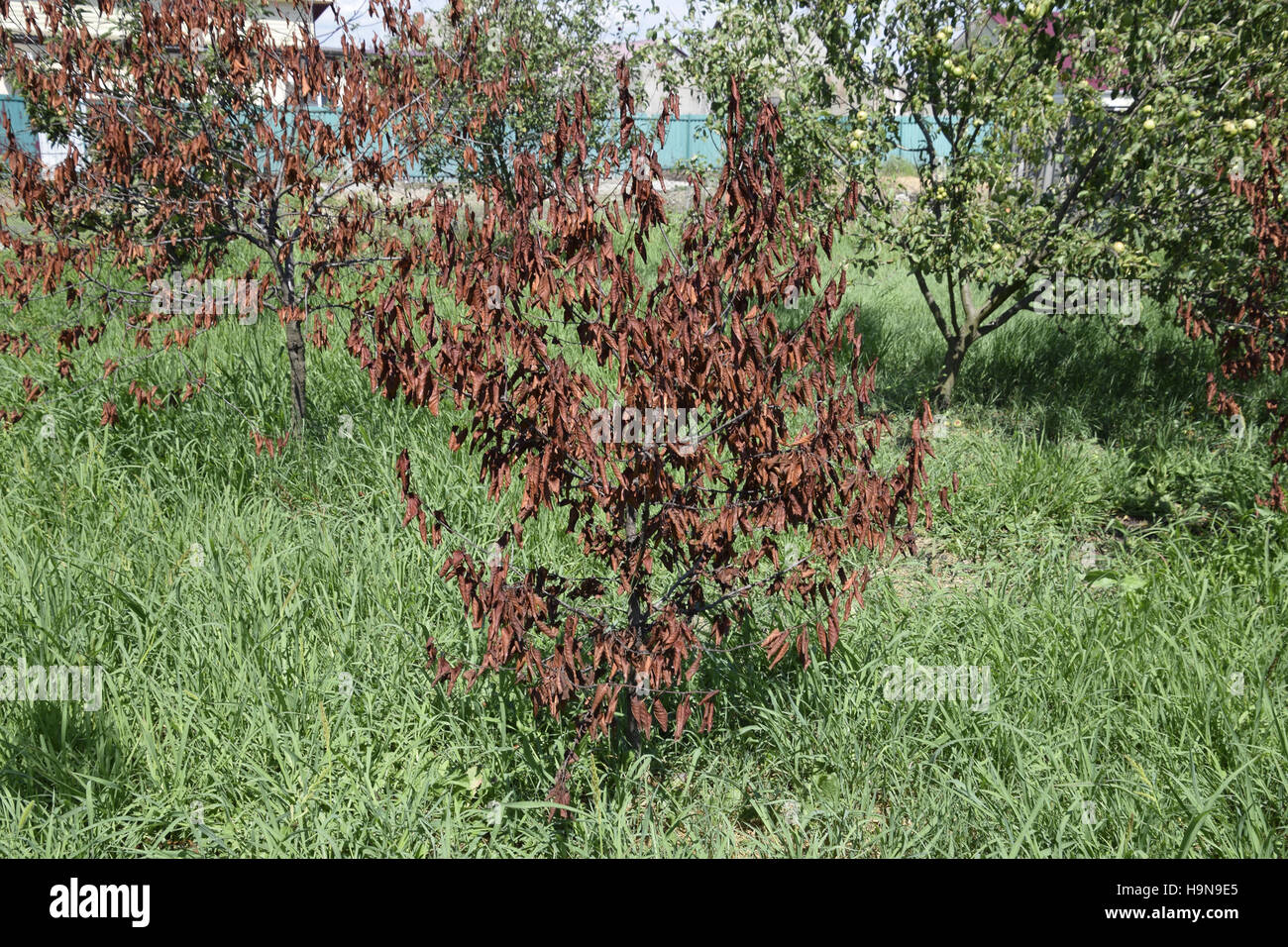Fatalities among young cherry trees. The result of waterlogging of ...