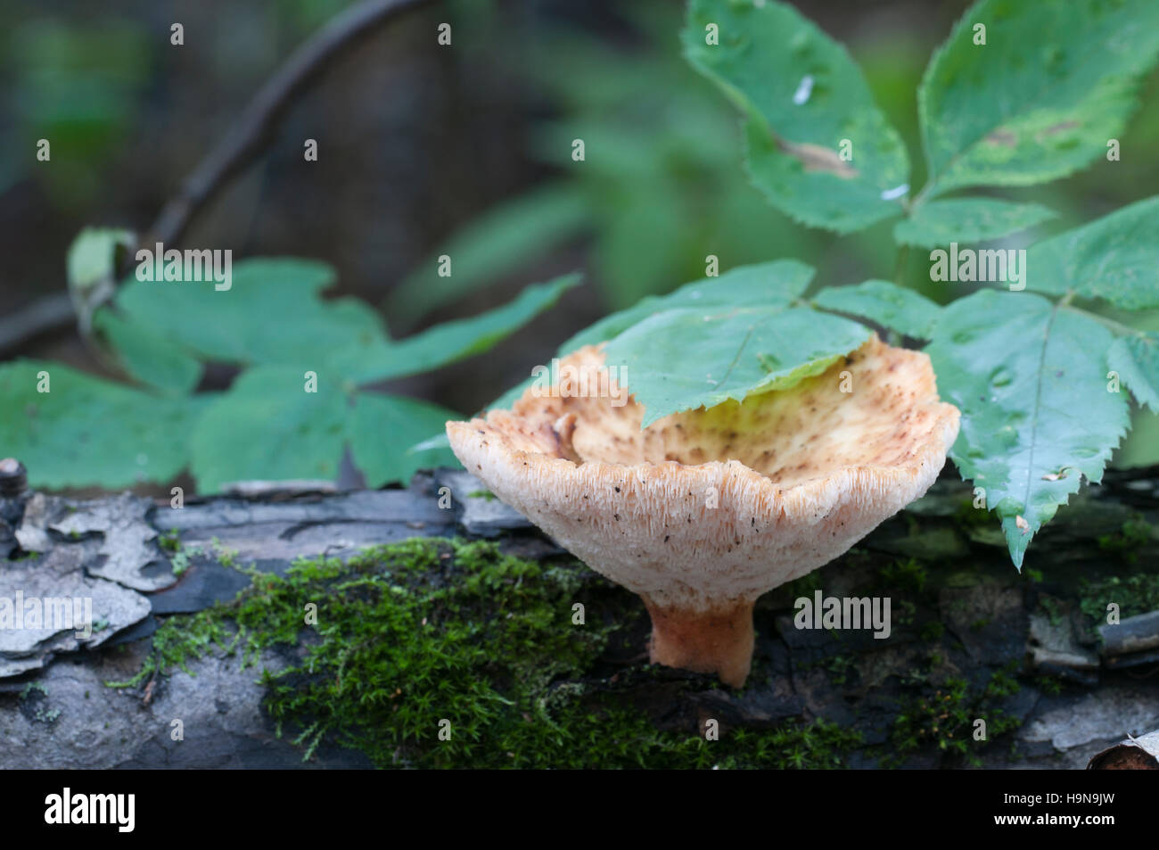 Polyporus tuberaster hi-res stock photography and images - Alamy