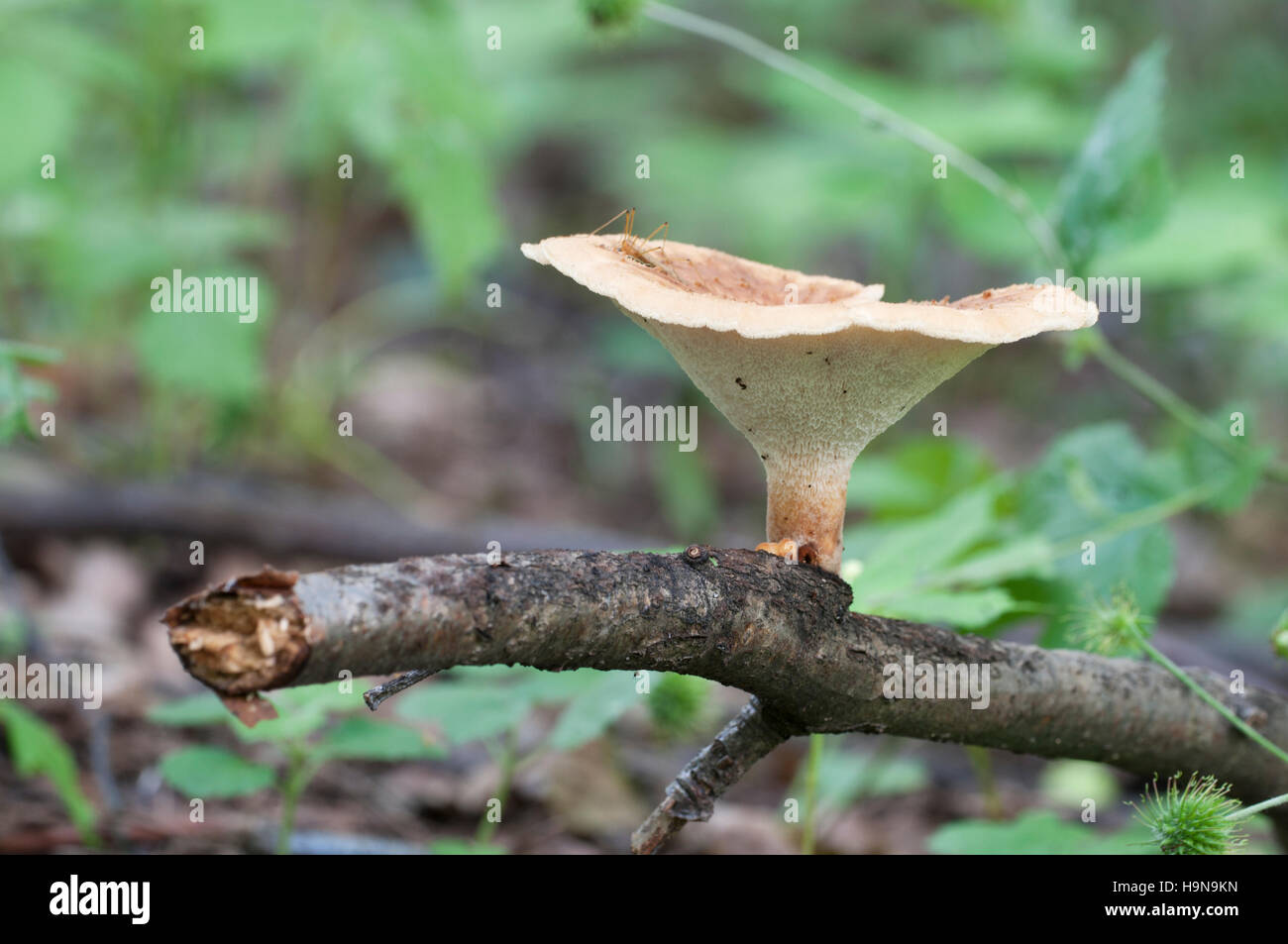 Polyporus tuberaster mushroom in the forest, close up shot Stock Photo ...