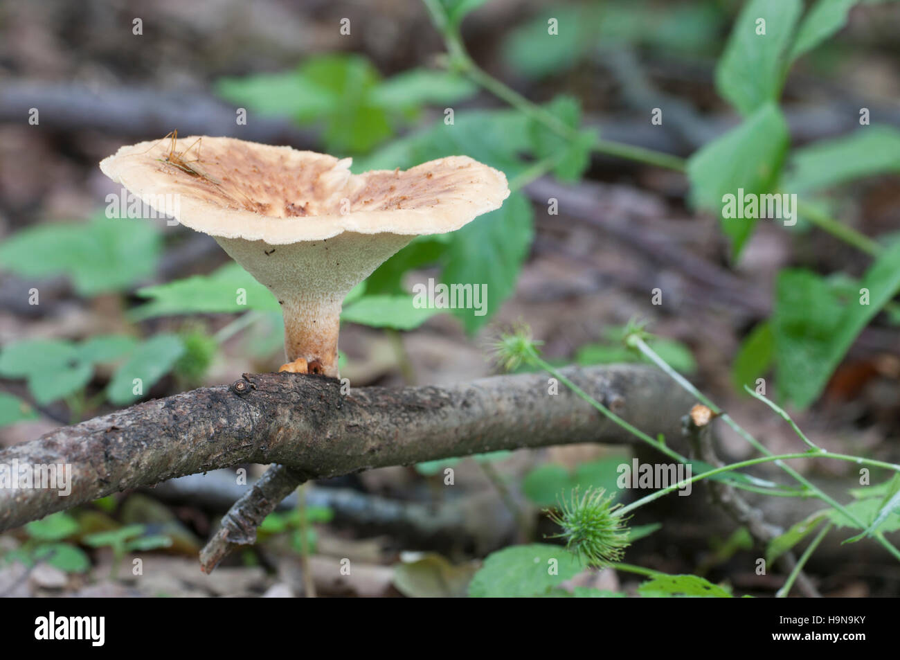 Polyporus tuberaster hi-res stock photography and images - Alamy