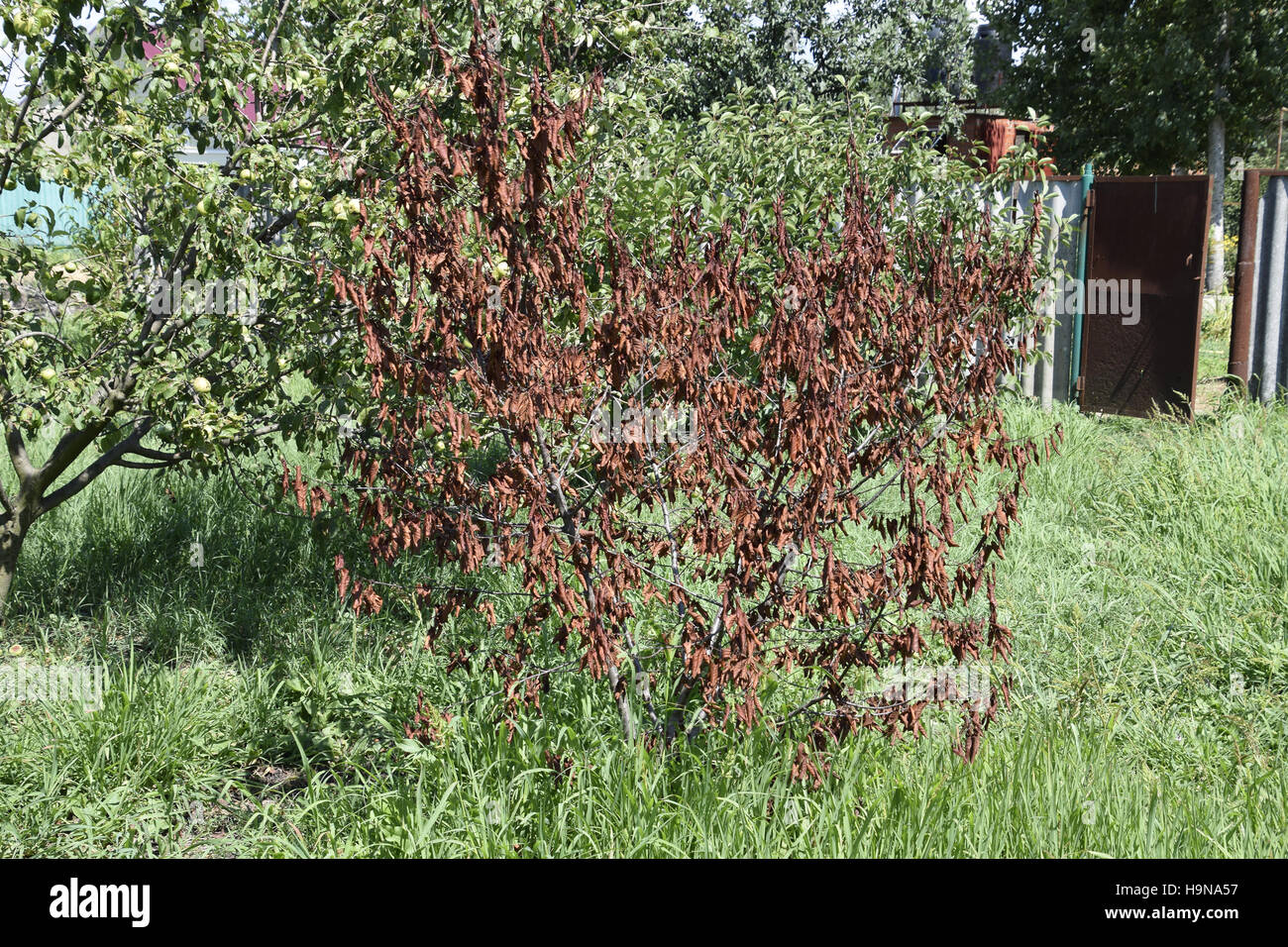 Fatalities among young cherry trees. The result of waterlogging of ...