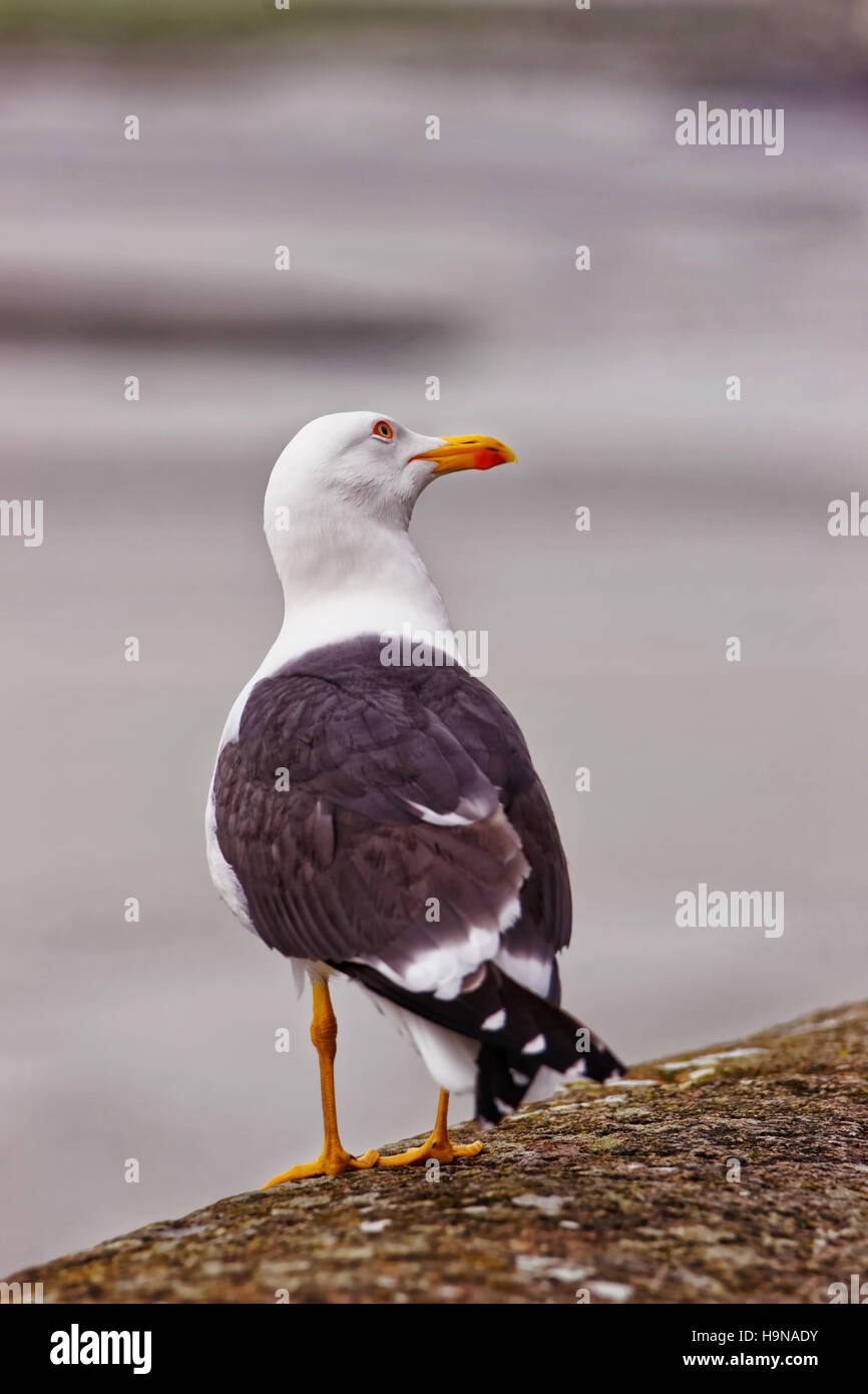 Seagull at Mont Saint Michel of Normandy region at Manche department in ...
