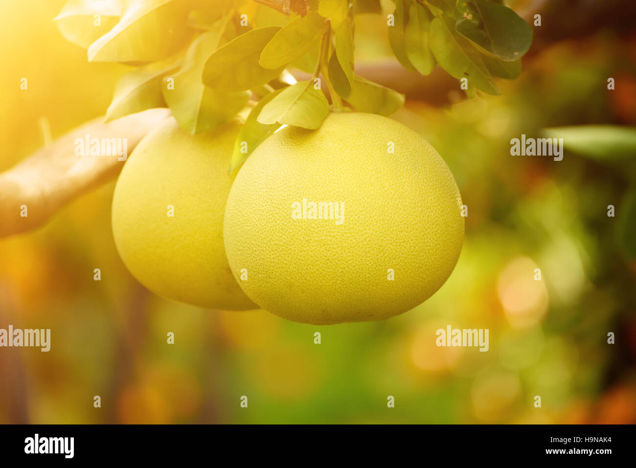 Pomelo fruit in garden Stock Photo - Alamy