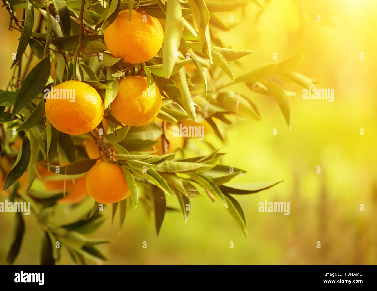 Tangerine sunny garden Stock Photo - Alamy