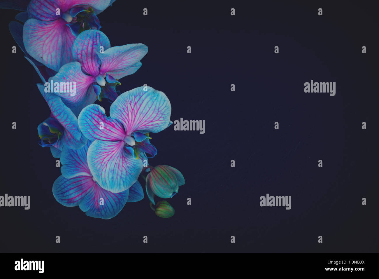 Bunch of violet orchids Stock Photo - Alamy