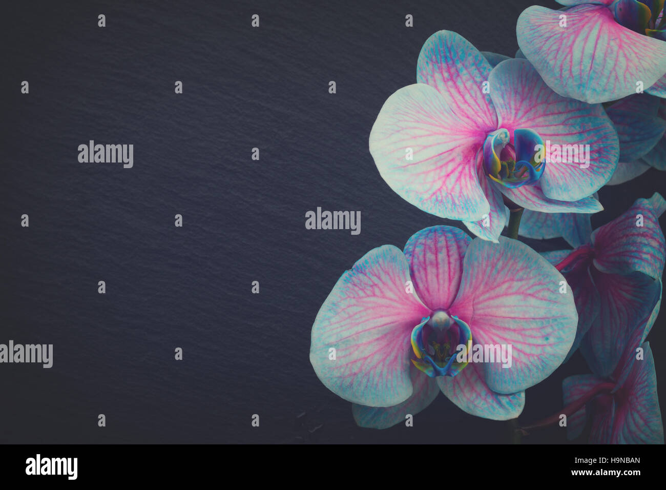 Bunch of violet orchids Stock Photo - Alamy