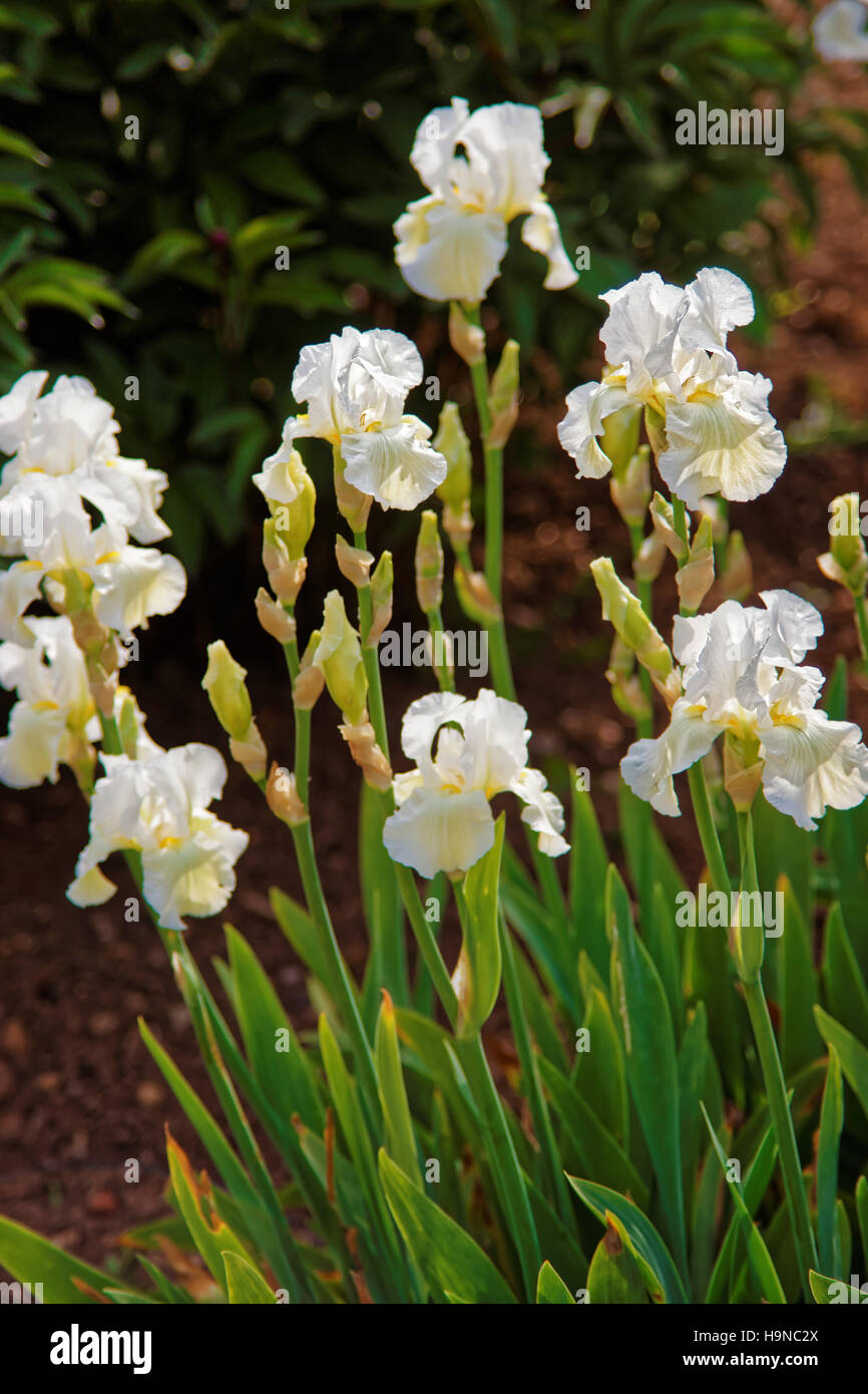 White Iris in the Kitchen garden Stock Photo - Alamy