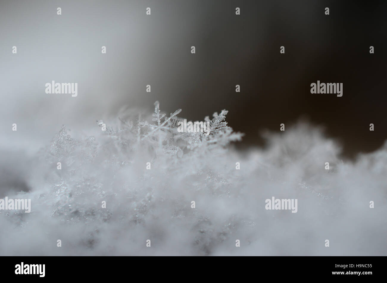 Snowflakes detailed close up Stock Photo - Alamy