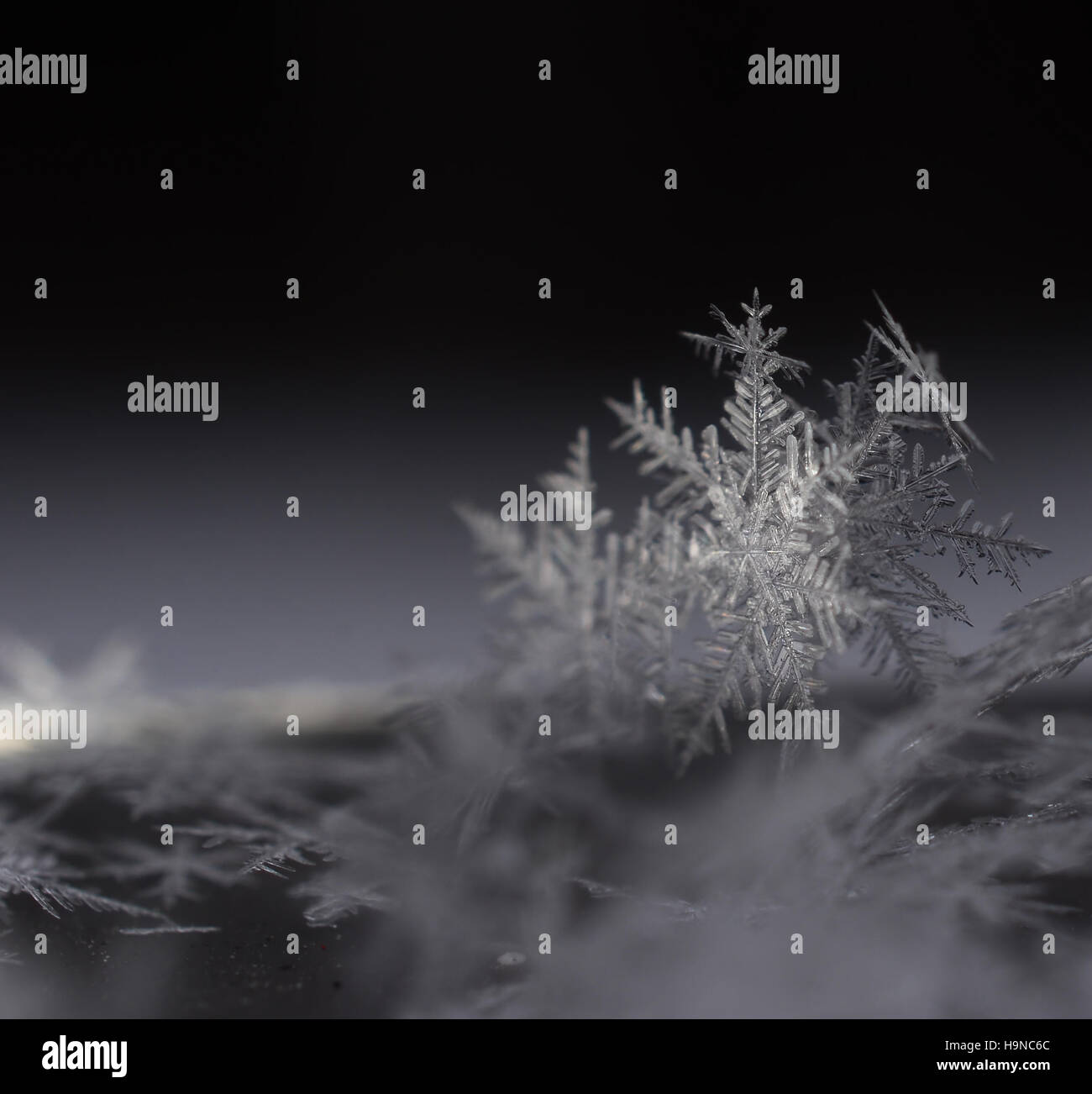 Unique snowflakes hi-res stock photography and images - Alamy