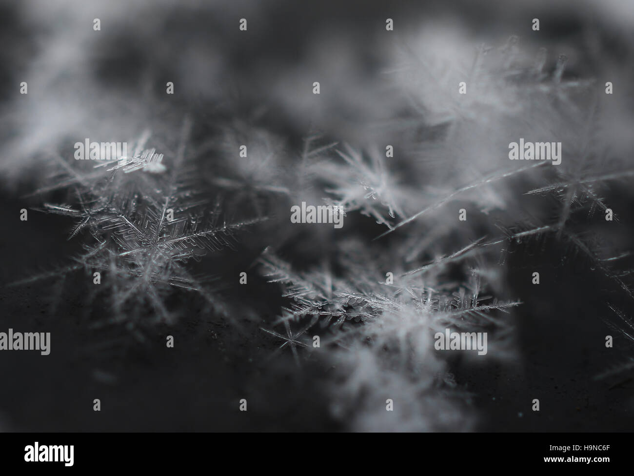 Snowflakes detailed close up Stock Photo - Alamy