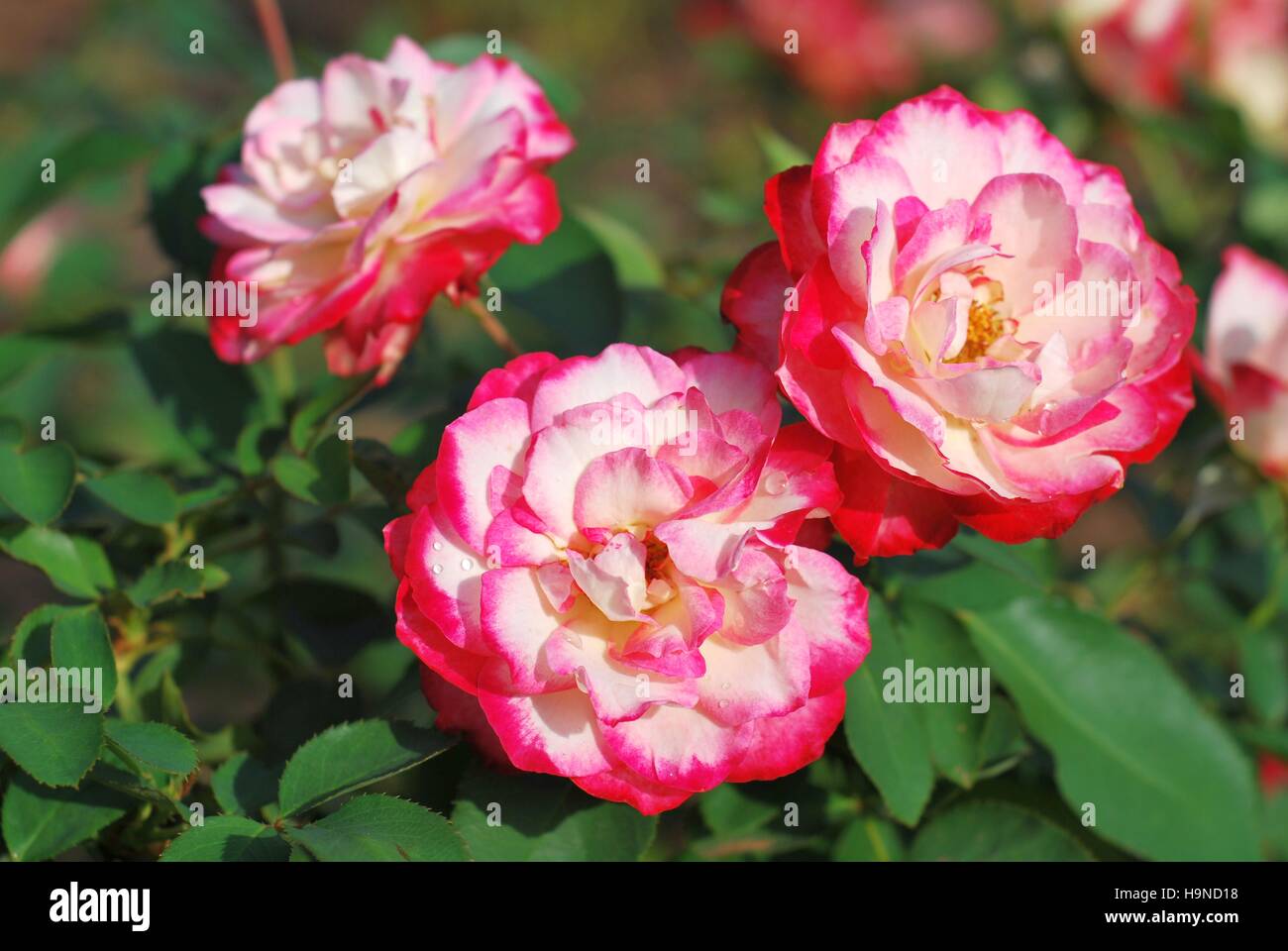 Three roses together hi-res stock photography and images - Alamy
