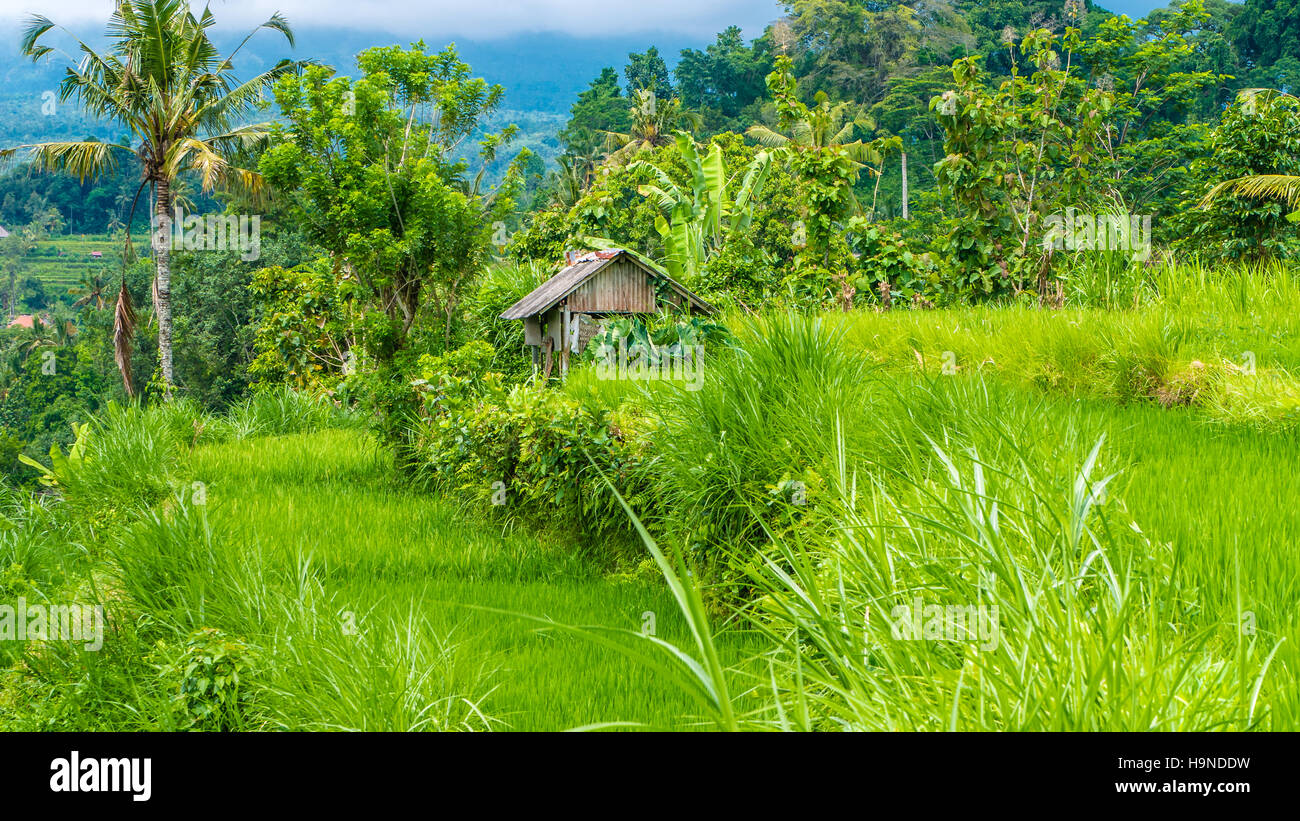 Rice tarrace under Water in Sidemen. Bali, Indonesia Stock Photo - Alamy