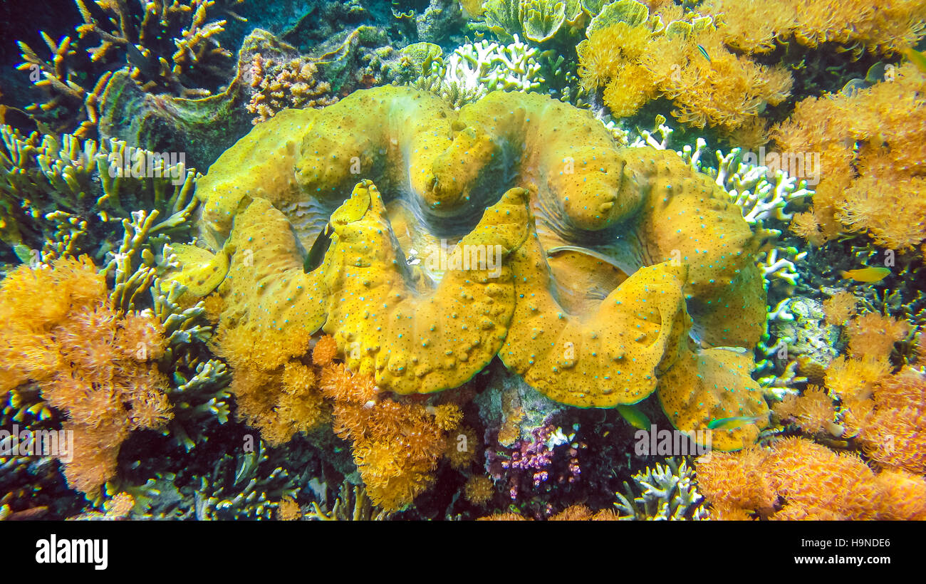 Colorful giant clam Tridacna gigas grows in the shallows of Raja Ampat ...