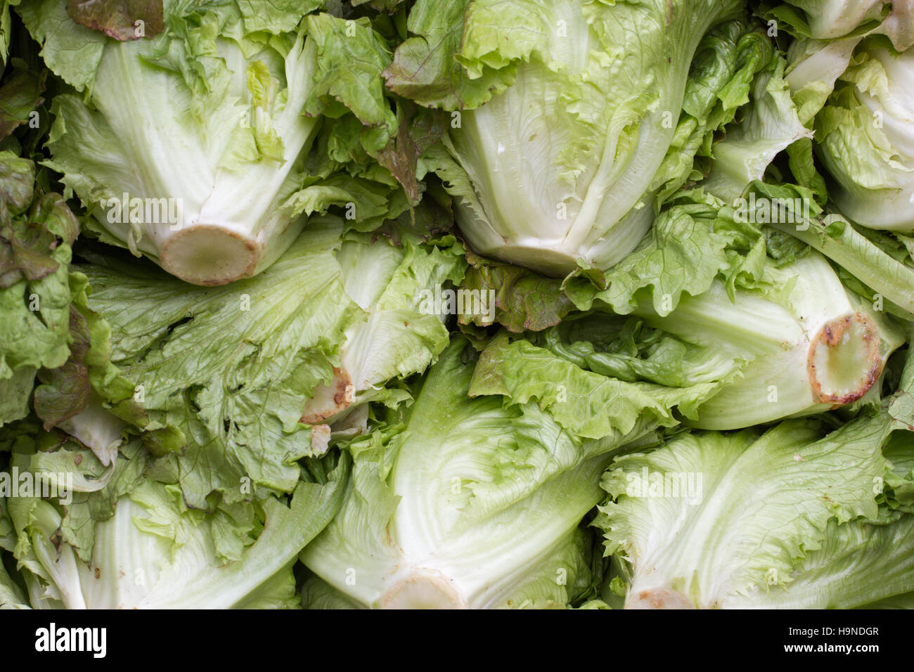 Fresh Romano salad group isolated. Lettuce romaine vegan eating ...