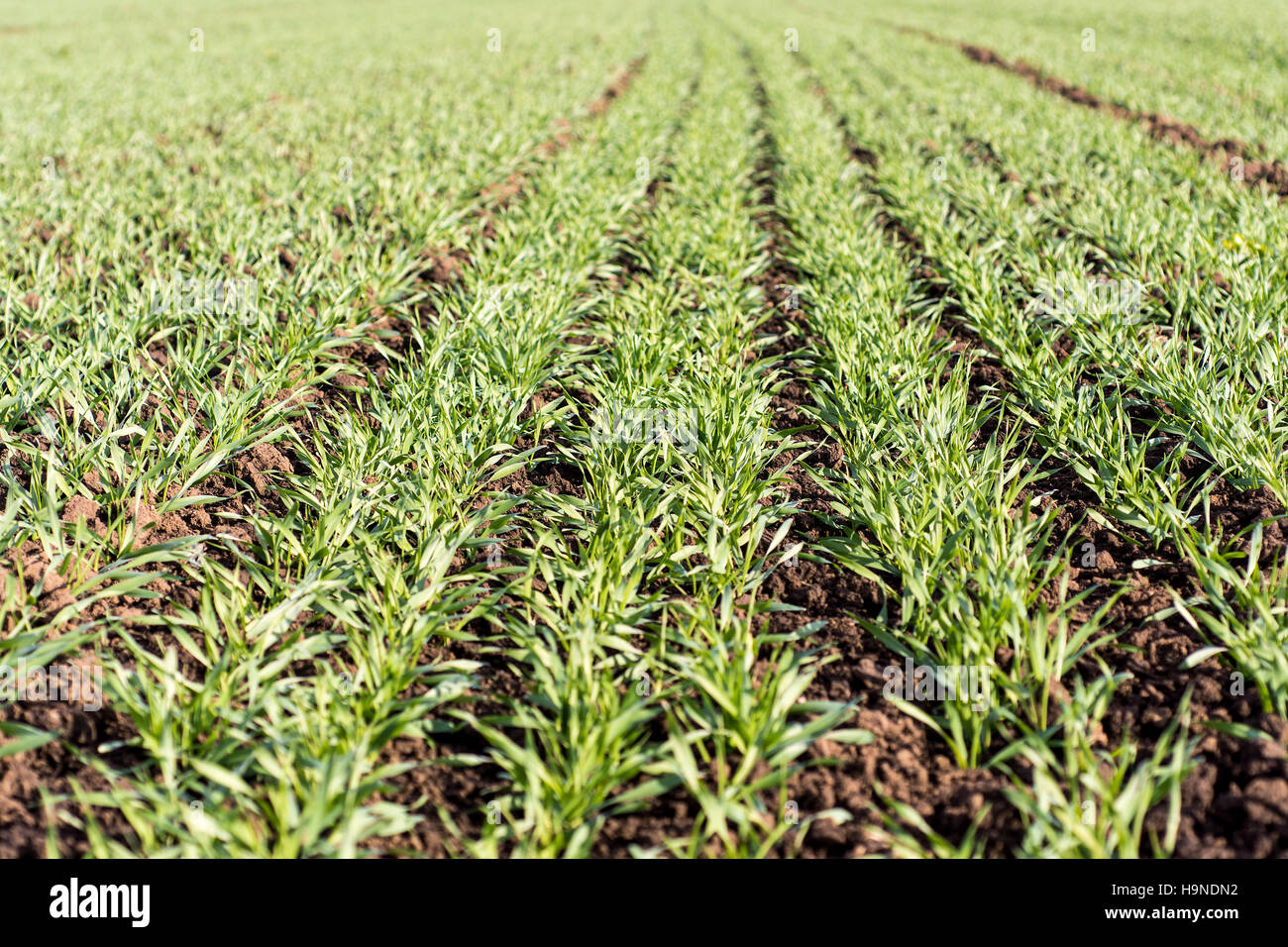 Young Wheat Growing in the Field Neat Rows Stock Photo - Alamy