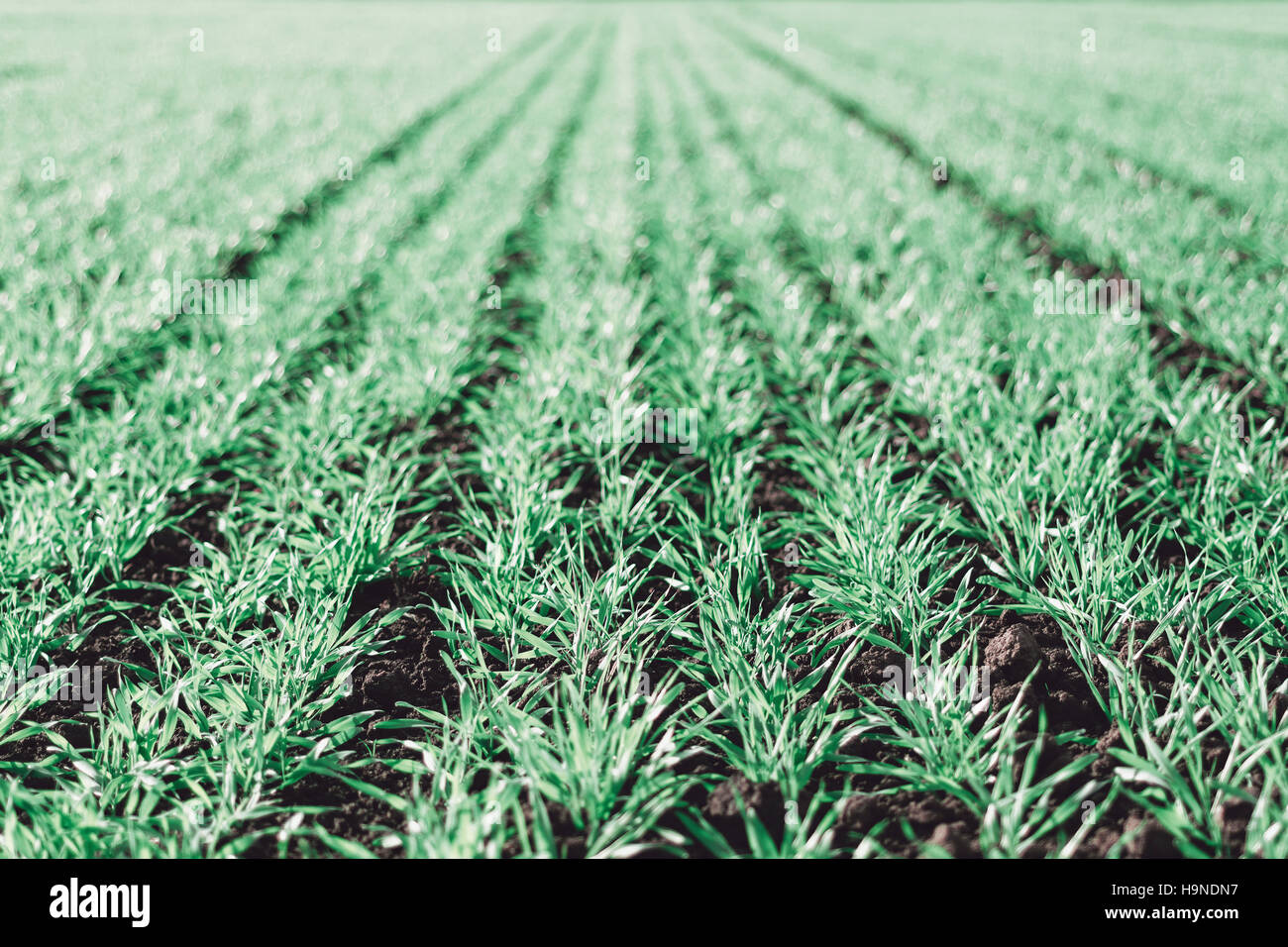 Wheat neat row hi-res stock photography and images - Alamy