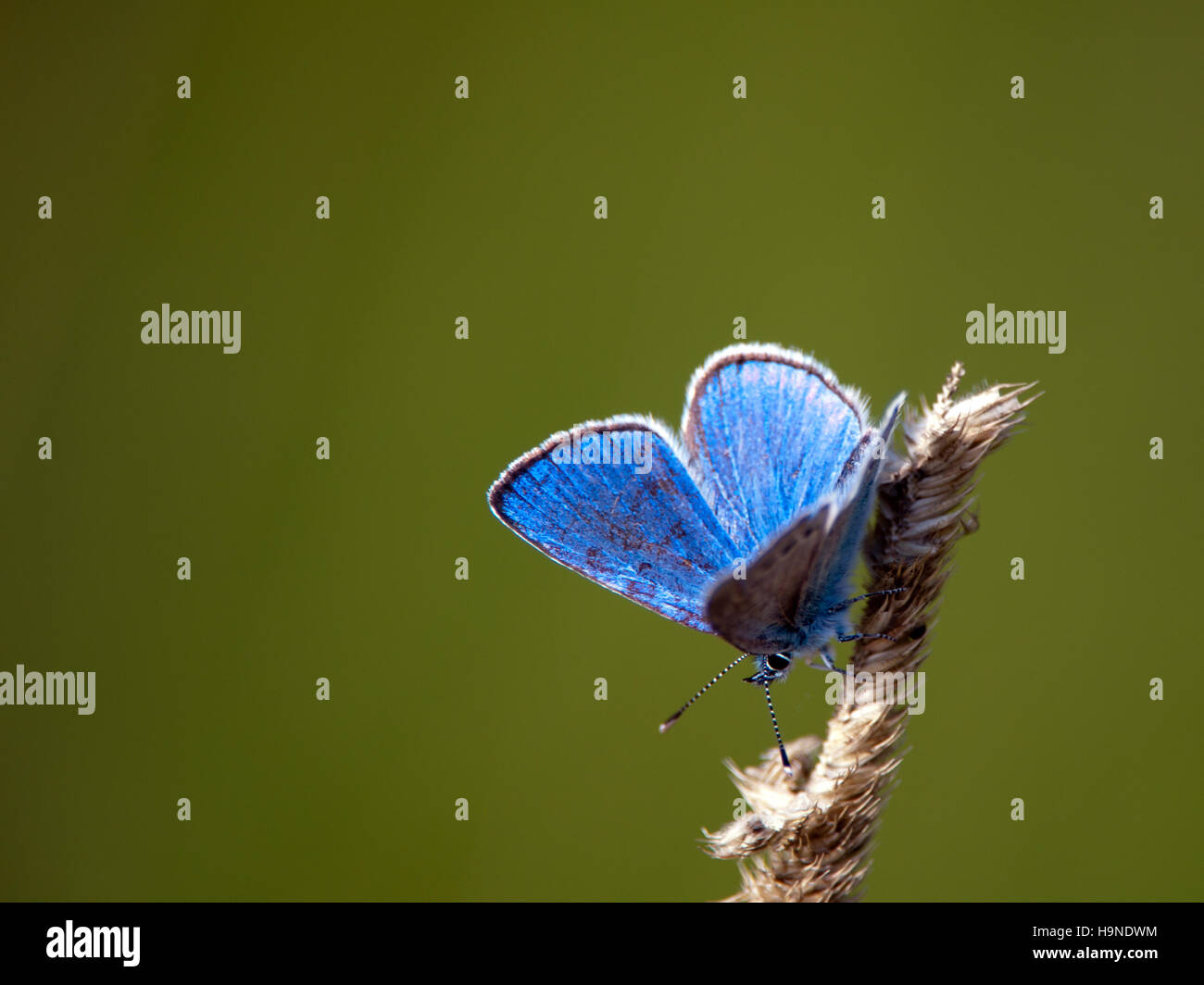 A close up of a beautiful green-underside blue butterfly on a green ...