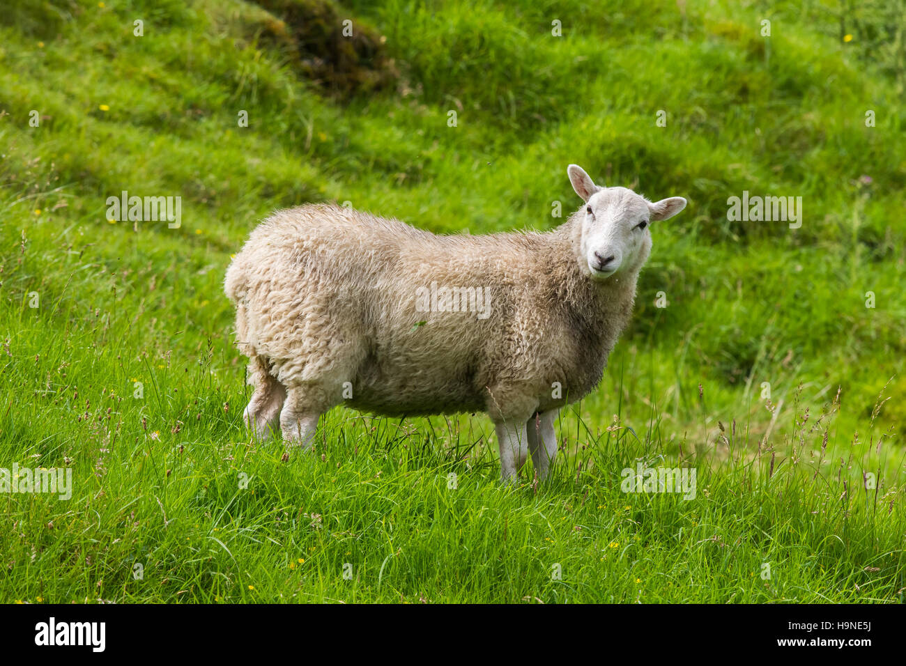 single sheep on green meadow peering around Stock Photo - Alamy