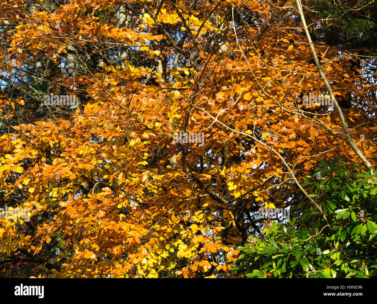 Beautiful Autumn Tints of a Common Beech Tree in a Garden at Rhu near ...