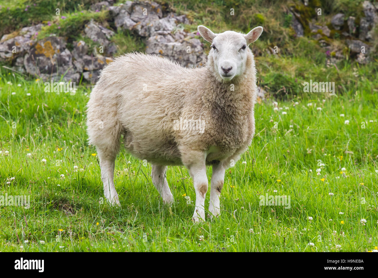 Sheep peering hi-res stock photography and images - Alamy