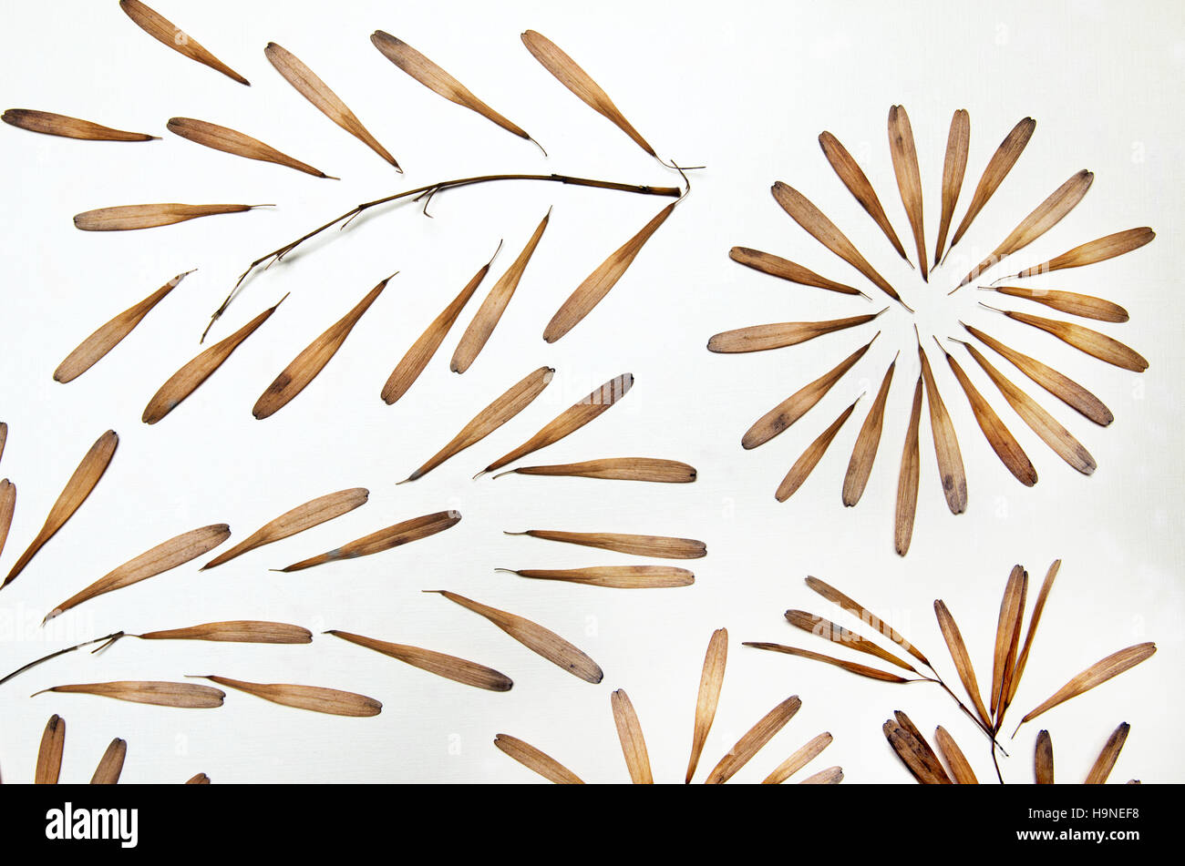 Composition made of ash-tree seeds Stock Photo - Alamy