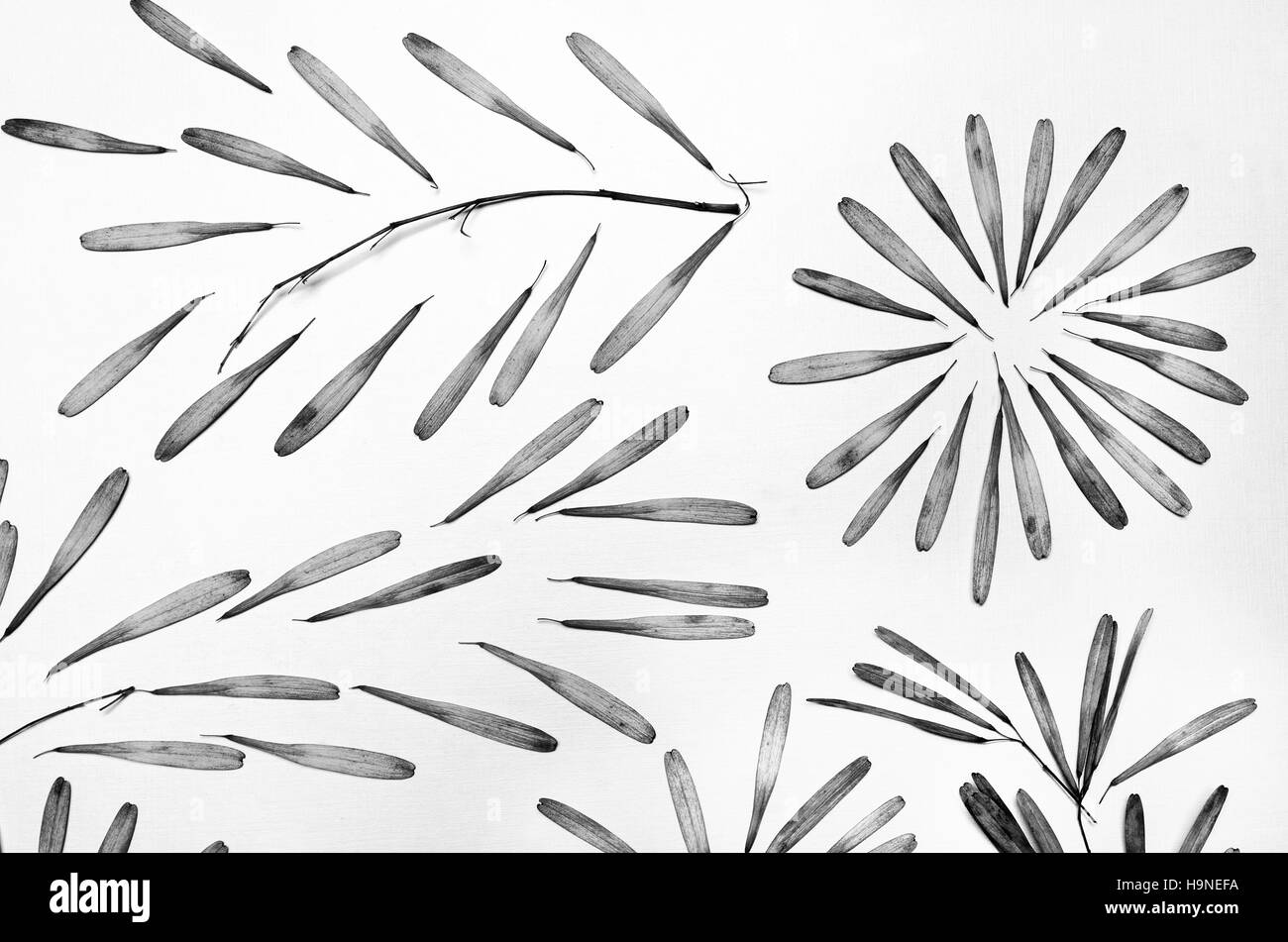 Autumn season composition Black and White Stock Photos & Images - Alamy