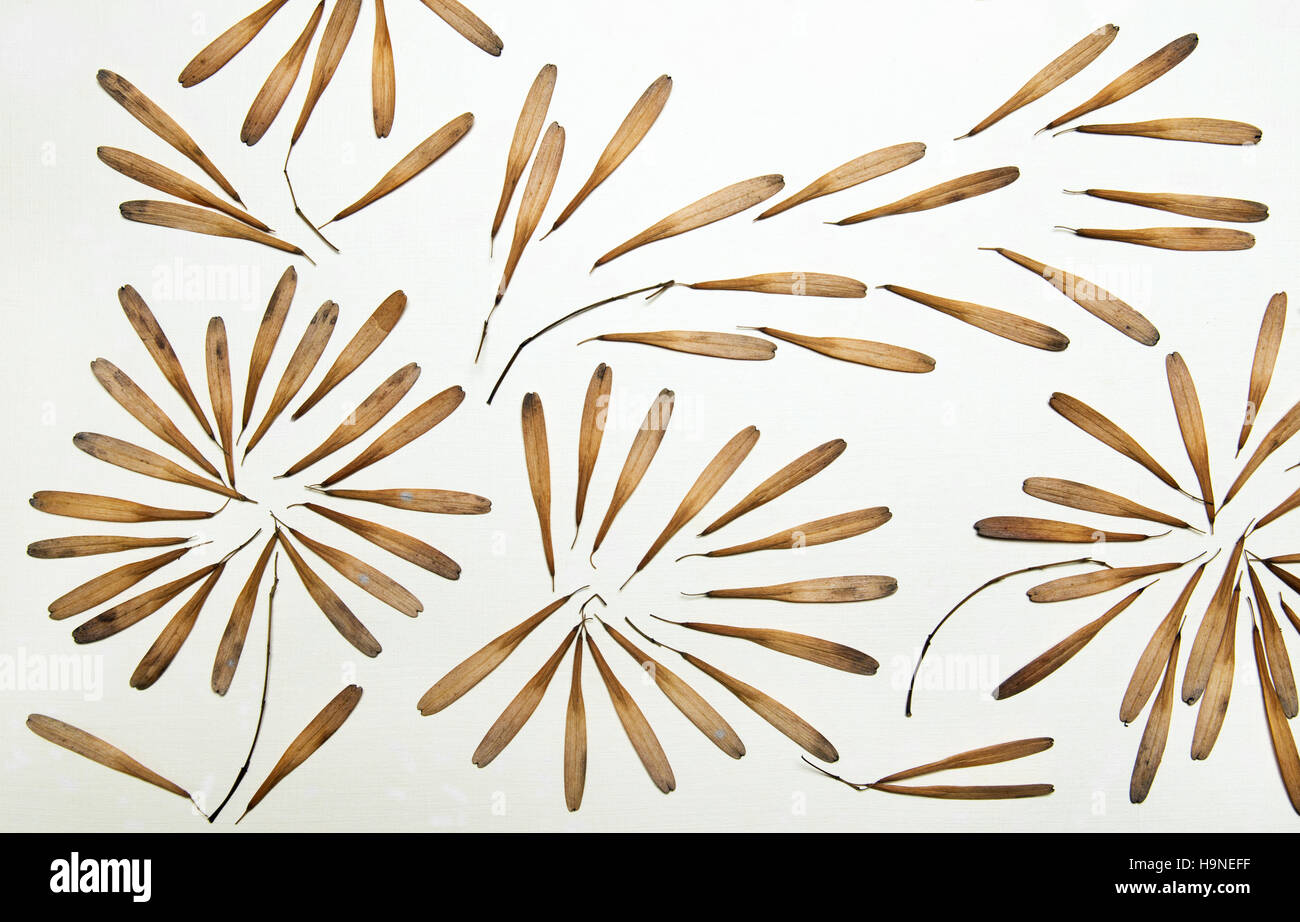 Composition made of ash-tree seeds Stock Photo - Alamy