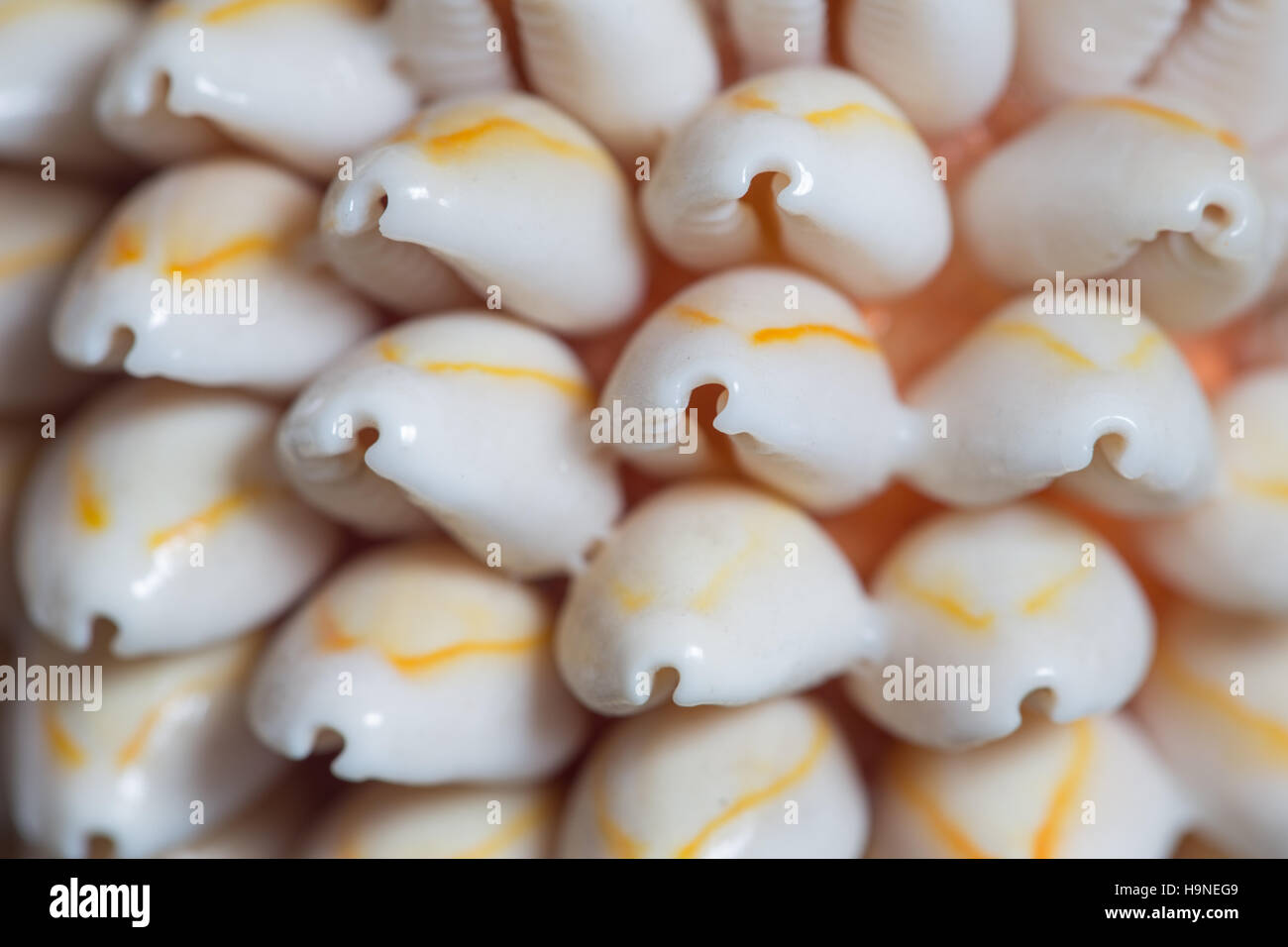 Seashell / cowrie Stock Photo - Alamy