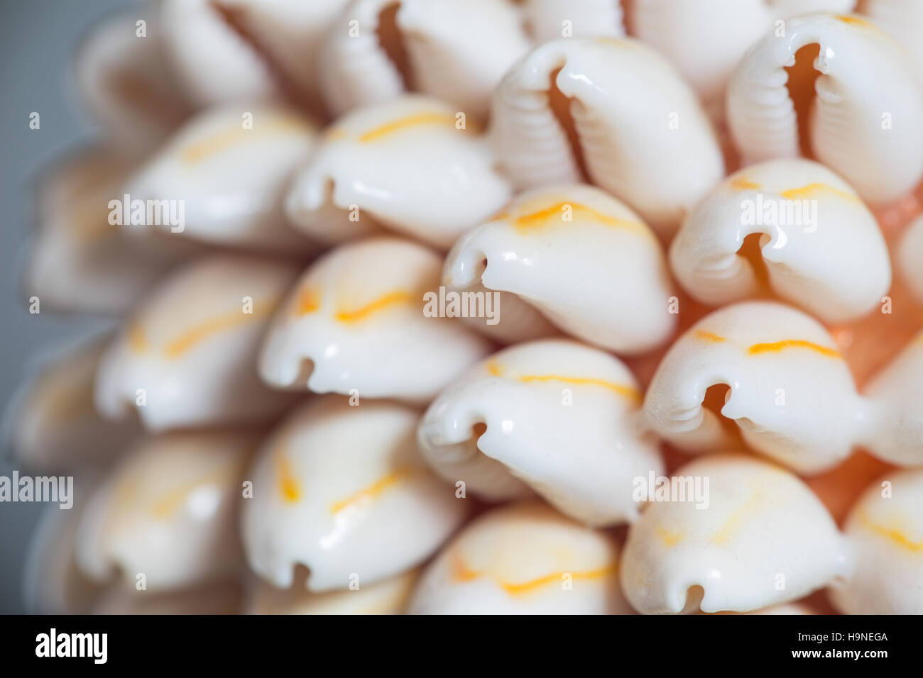 Seashell / cowrie Stock Photo - Alamy