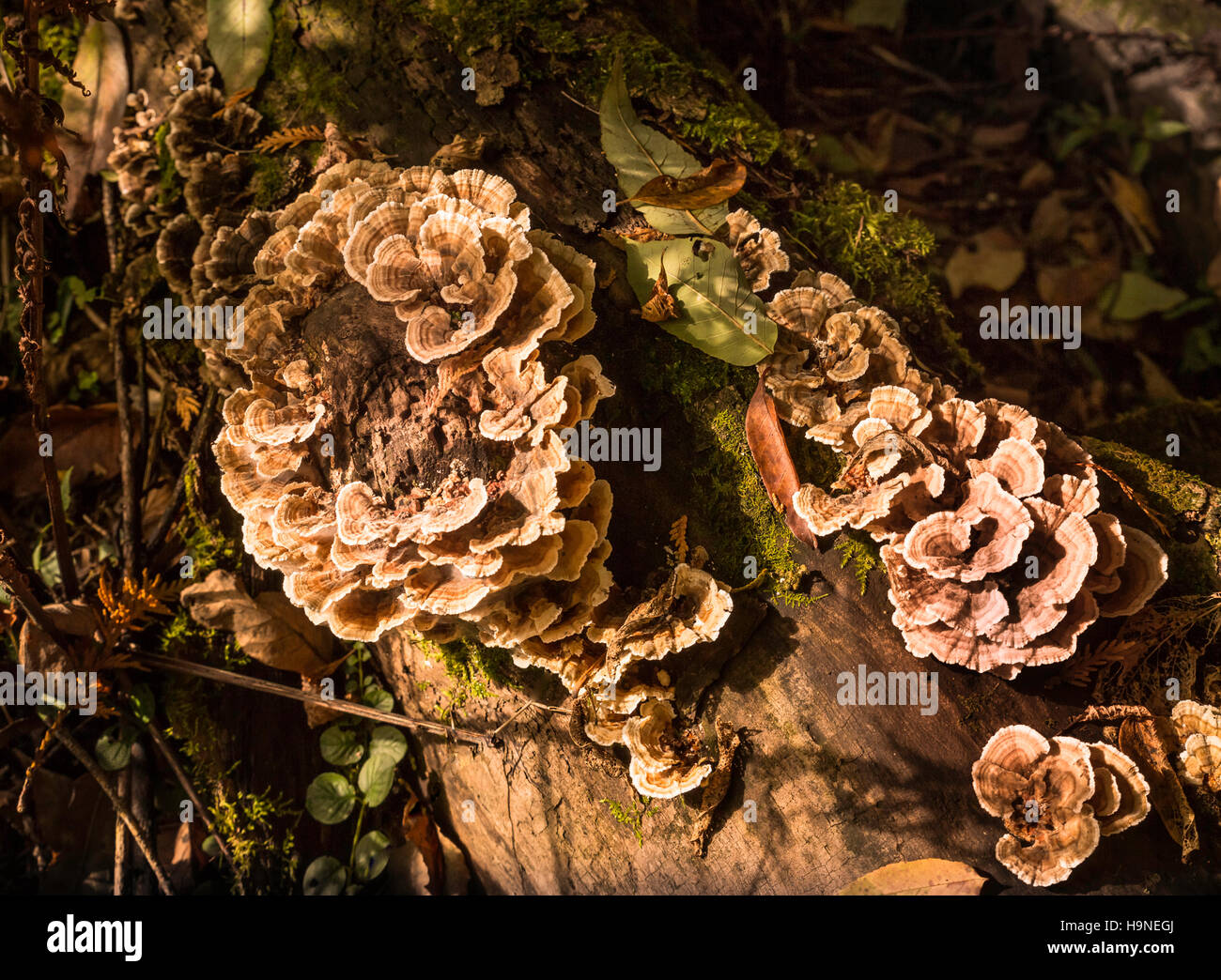 Fungi fungus mushroom hi-res stock photography and images - Alamy