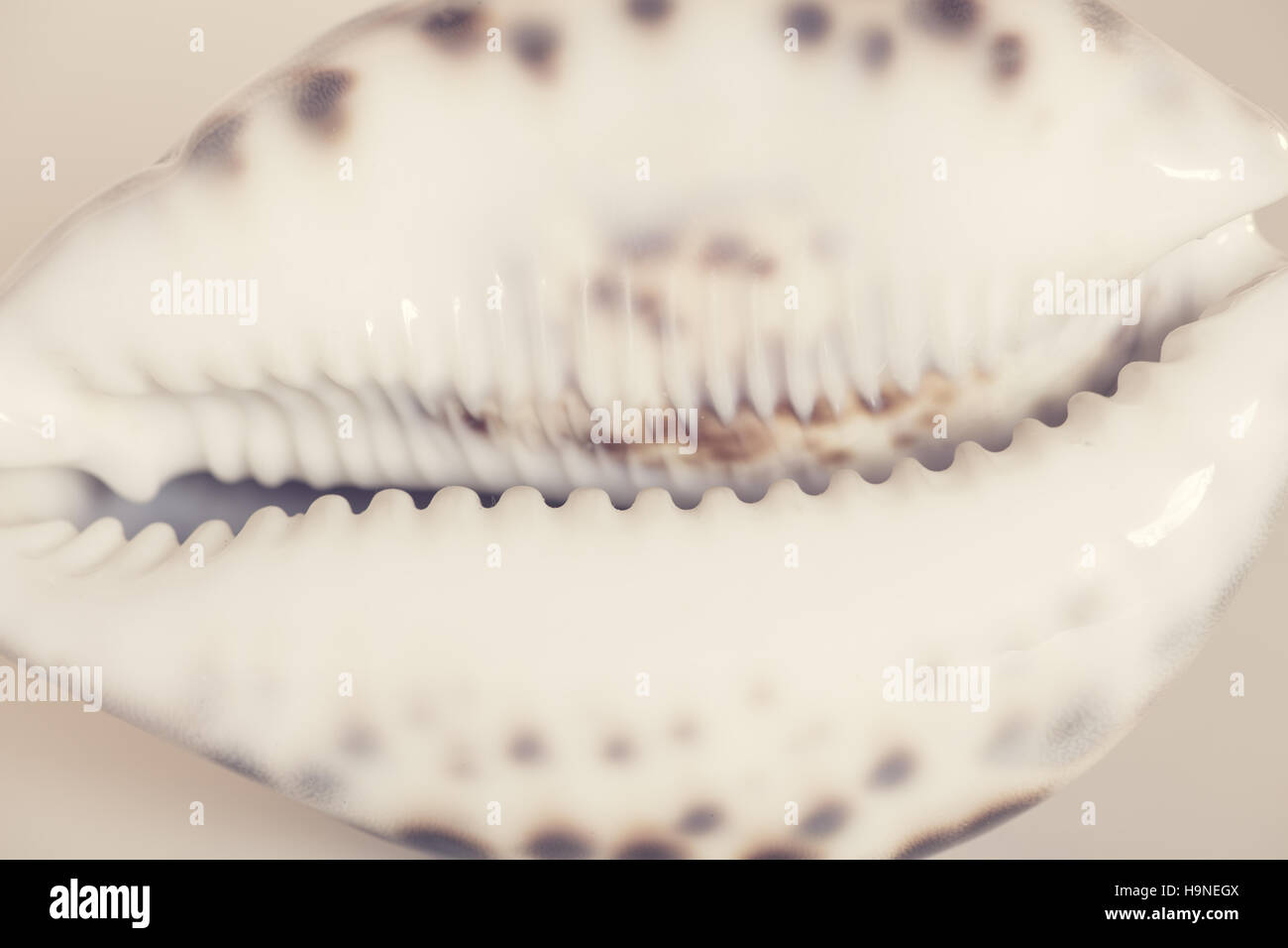 Seashell / cowrie Stock Photo - Alamy