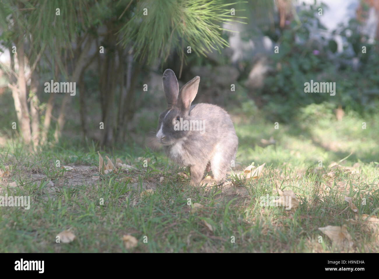 Turkish bunny hi-res stock photography and images - Alamy