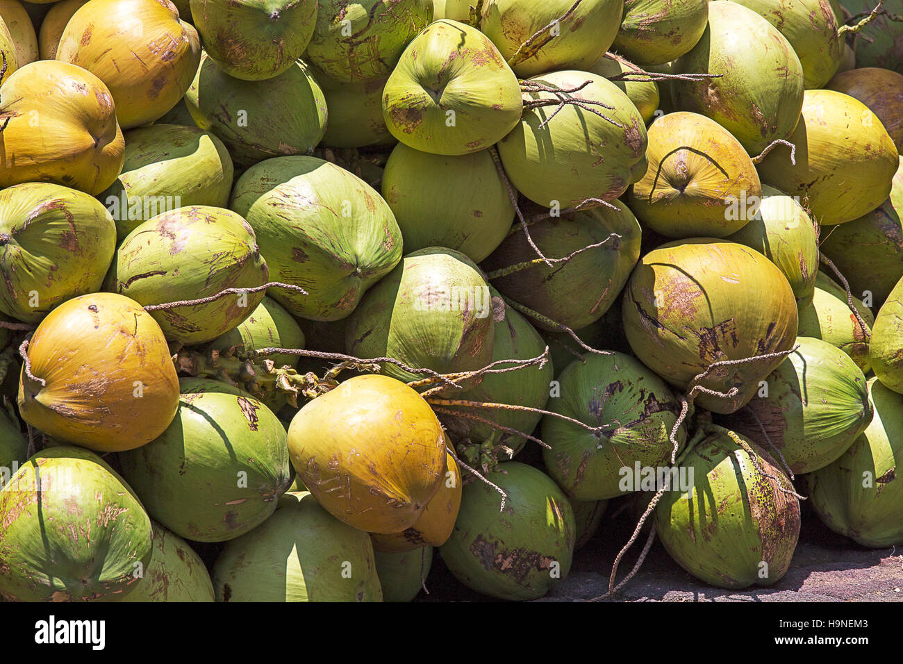 coconut close up background, South East Asia Stock Photo - Alamy