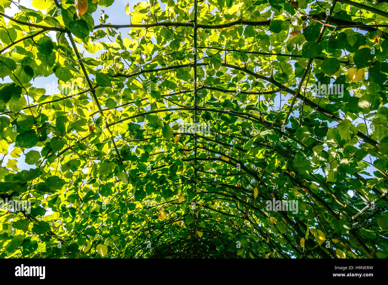 Covered path walkway light nature hi-res stock photography and images ...