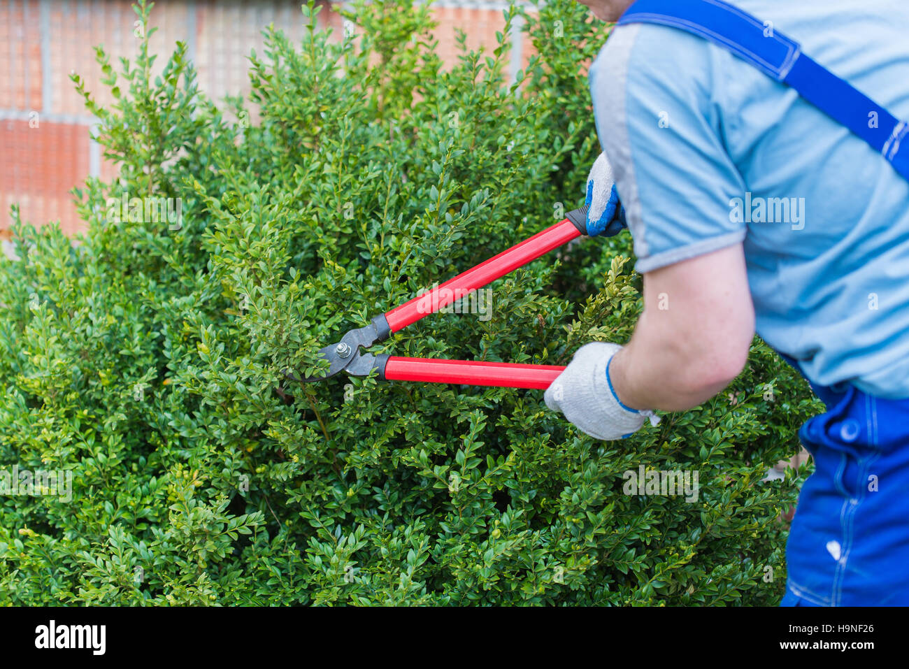 gardener trimmed boxwood, huge, red pruning shears Stock Photo - Alamy