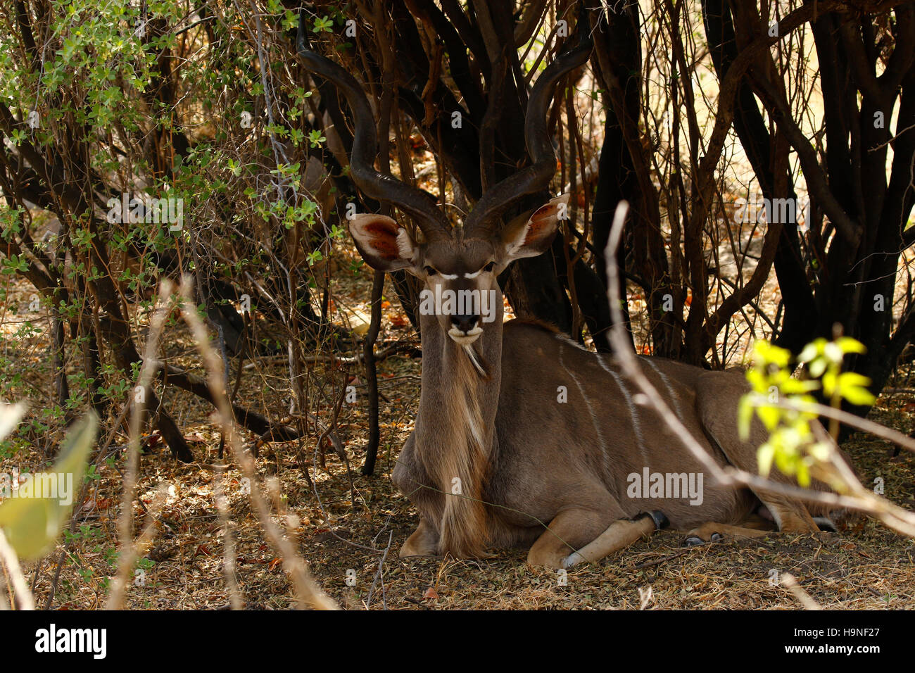Bull horn acacia tree hi-res stock photography and images - Alamy