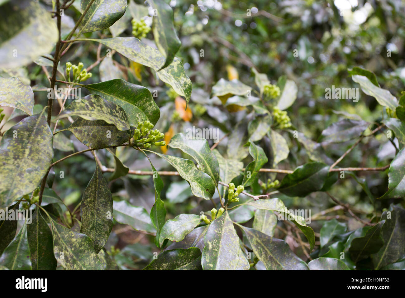 Clove tree hi-res stock photography and images - Alamy