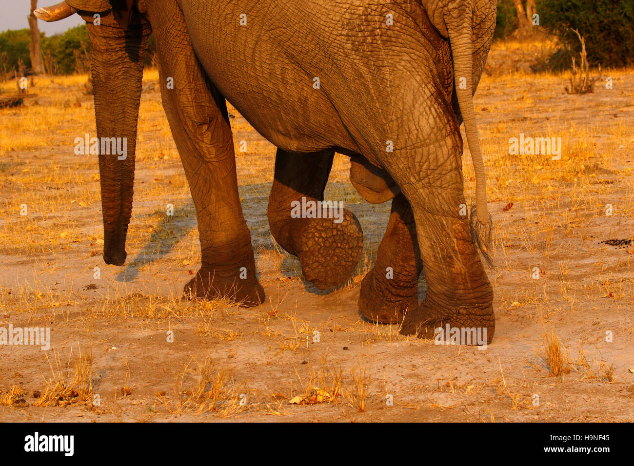 Bottom of elephant foot hi-res stock photography and images - Alamy