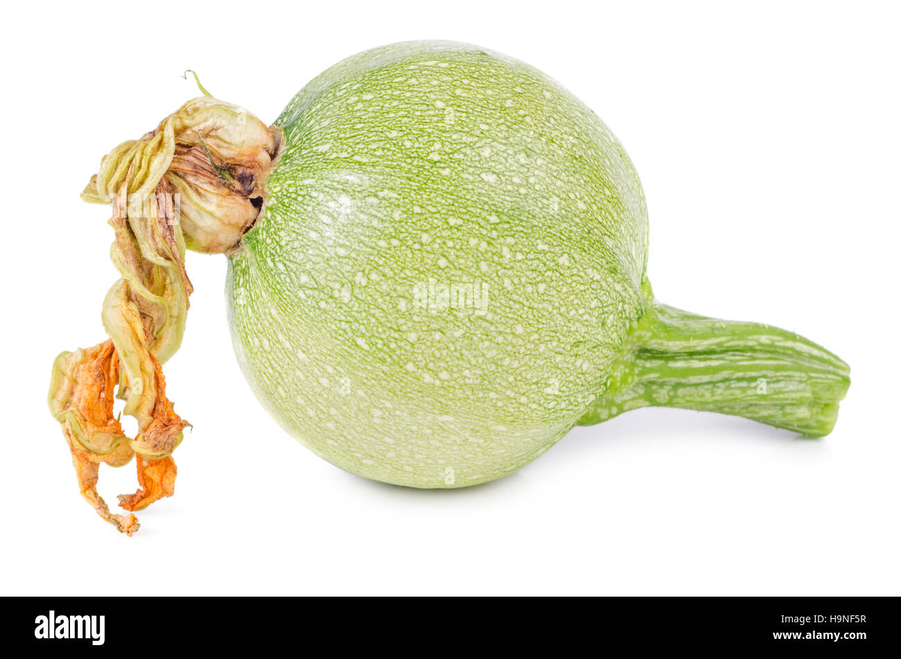 Raw round vegetable marrow with blossom isolated on white background ...