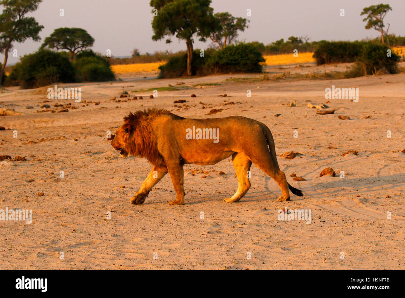 The magnificent regal Kalahari male lion a huge predator the most ...
