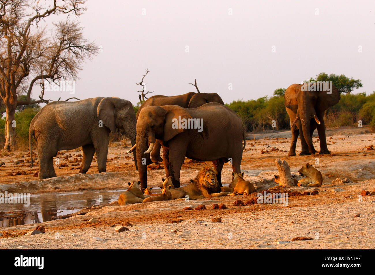 Very young lion cub in the wild hi-res stock photography and images - Alamy