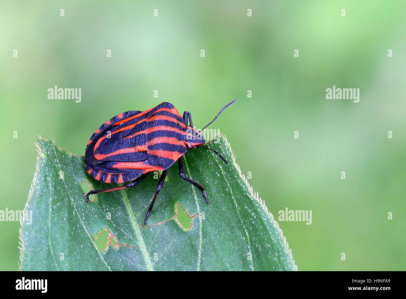 Italian striped-bug, Minstrel Bug (Graphosoma lineatum Stock Photo - Alamy