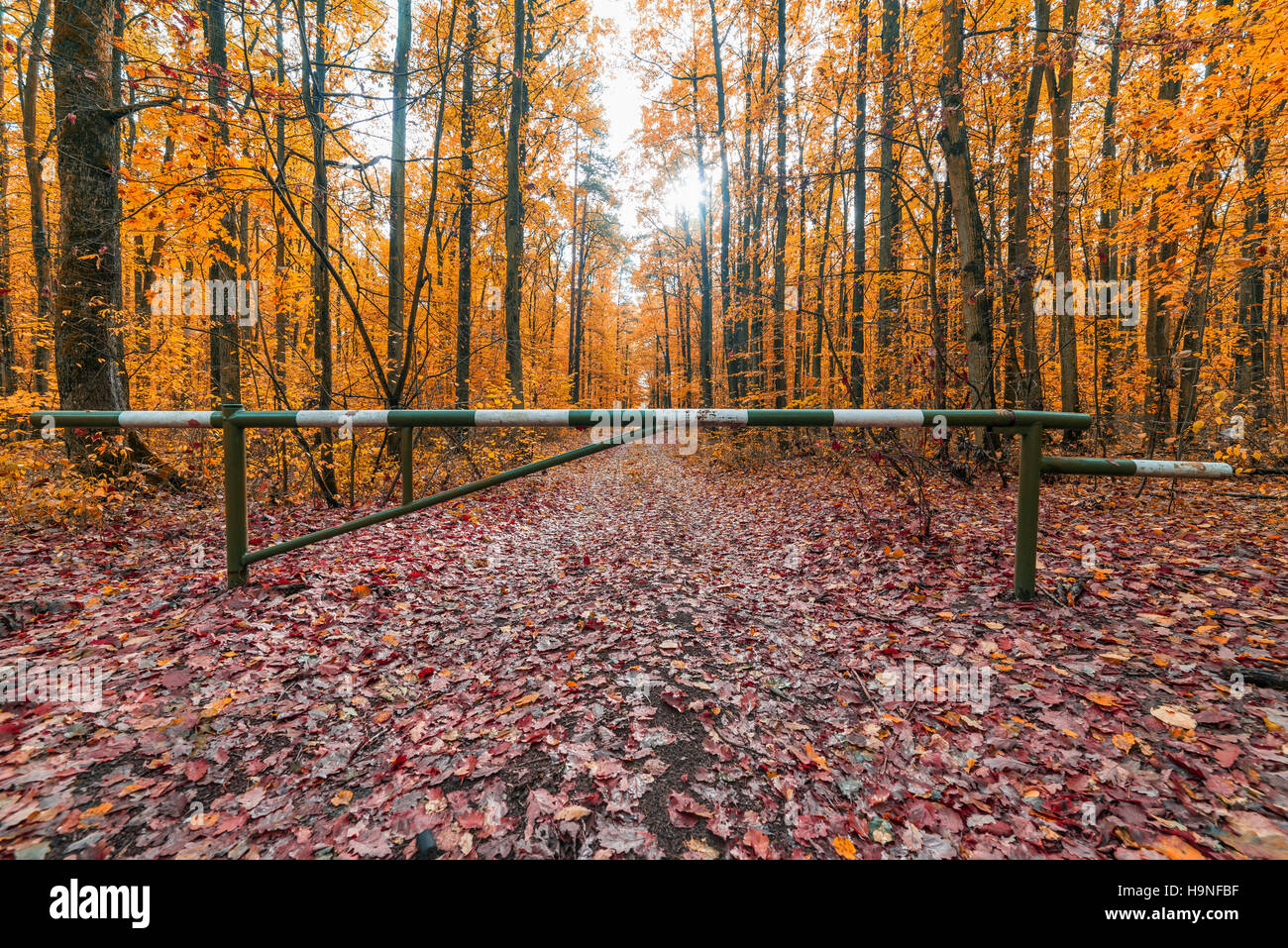 barrier on the path in the colorful autumn forest Stock Photo - Alamy