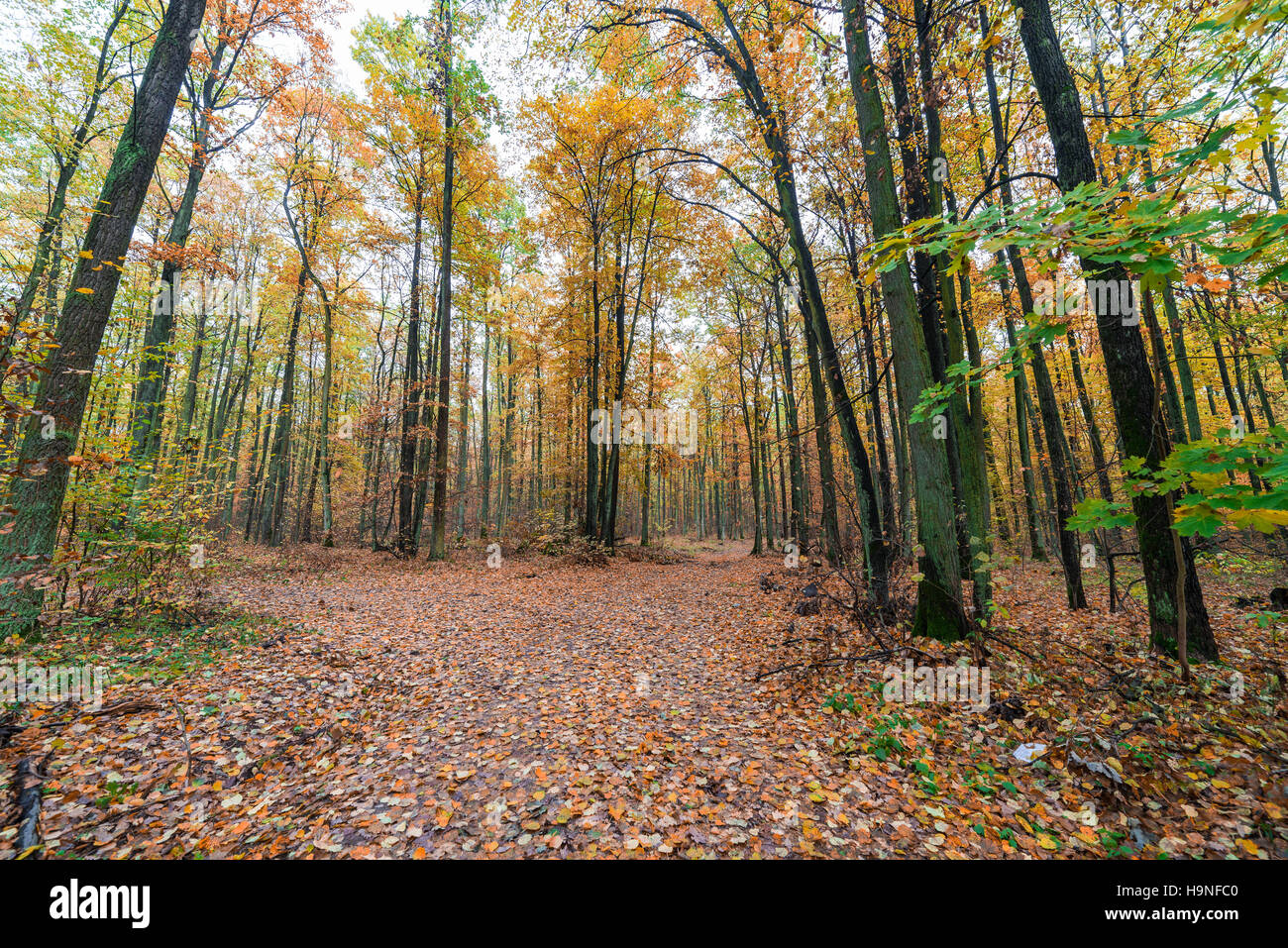 path in the colorful autumn forest Stock Photo - Alamy