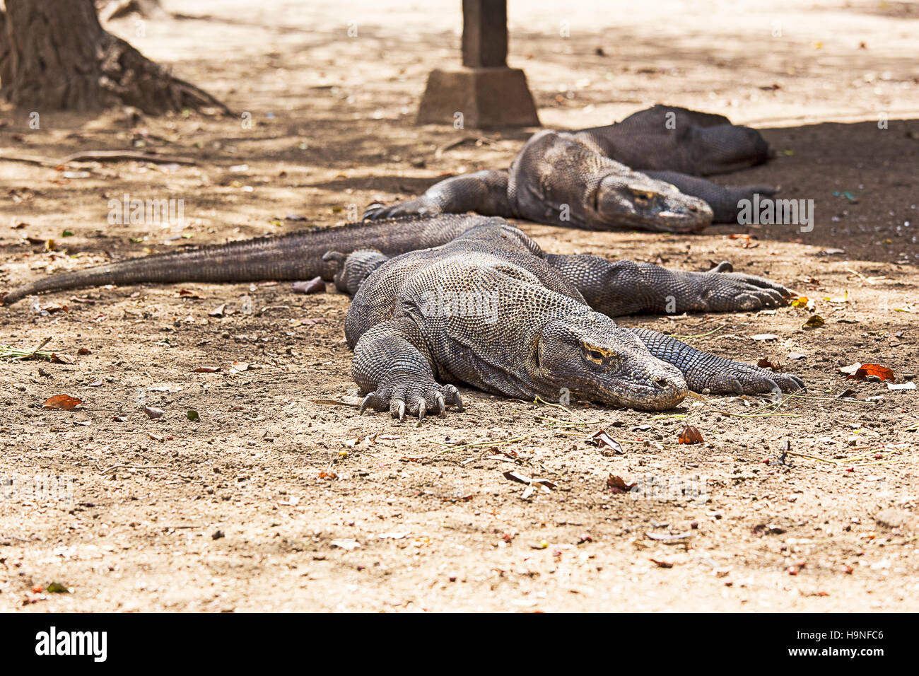 Komodo Dragon in Komodo national park Stock Photo - Alamy